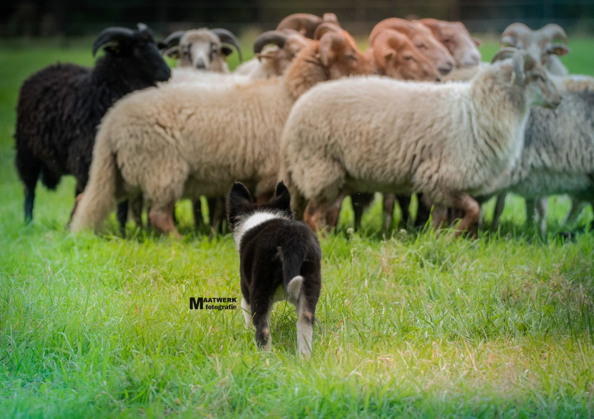 Beginners cursus schapendrijven